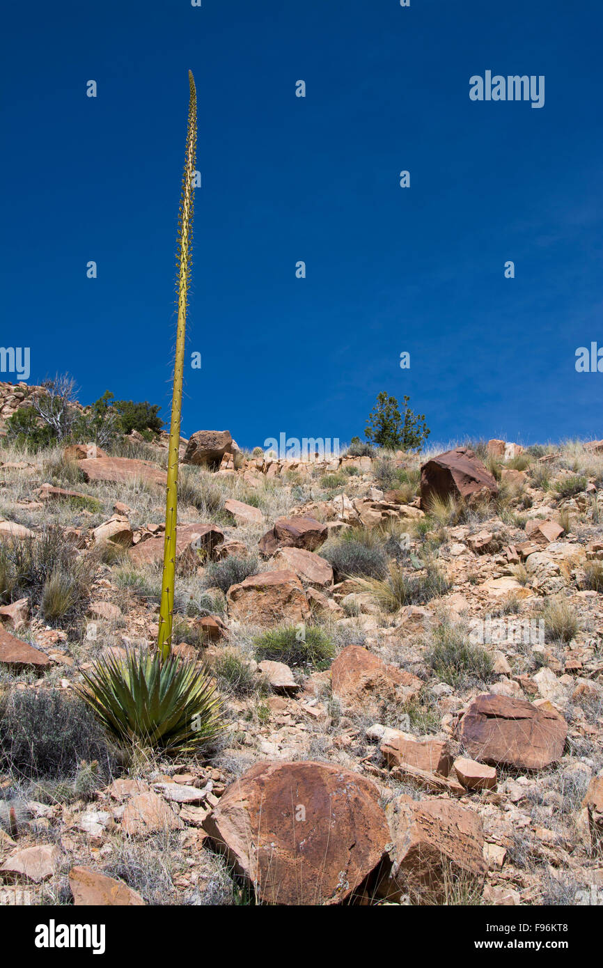 Utah Agave, the “agave utahensis” or The Century Plant, Tanner Trail ...