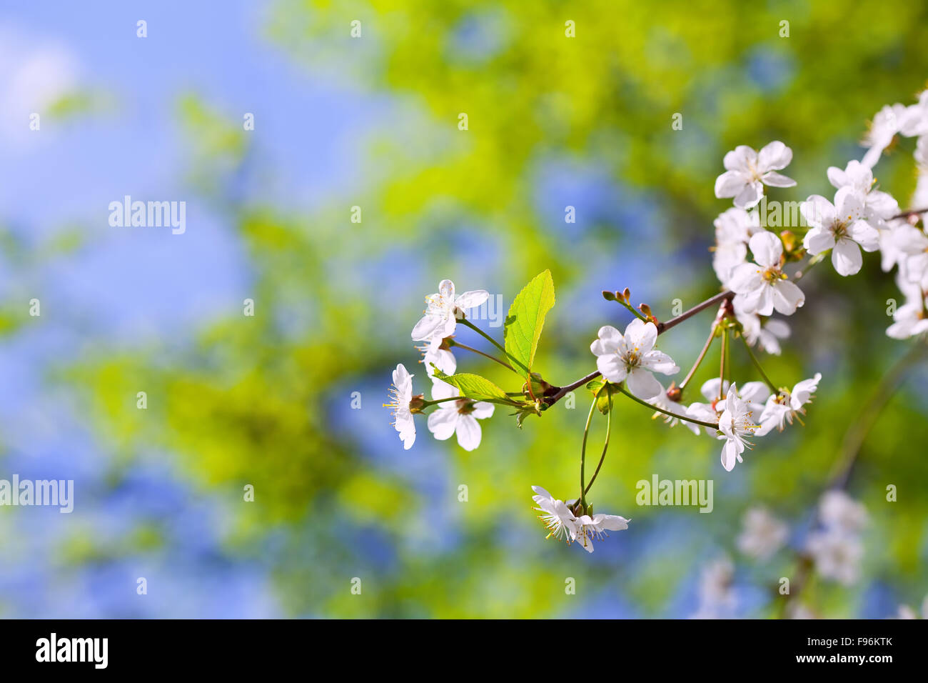 cherry tree branch in spring blooms garden Stock Photo - Alamy