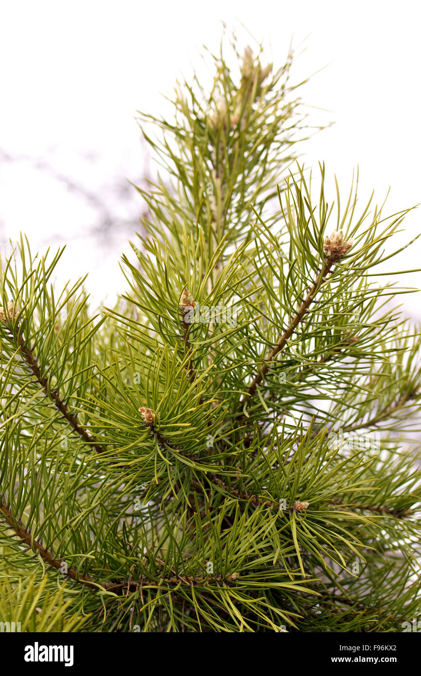 Young pine tree branch Stock Photo - Alamy