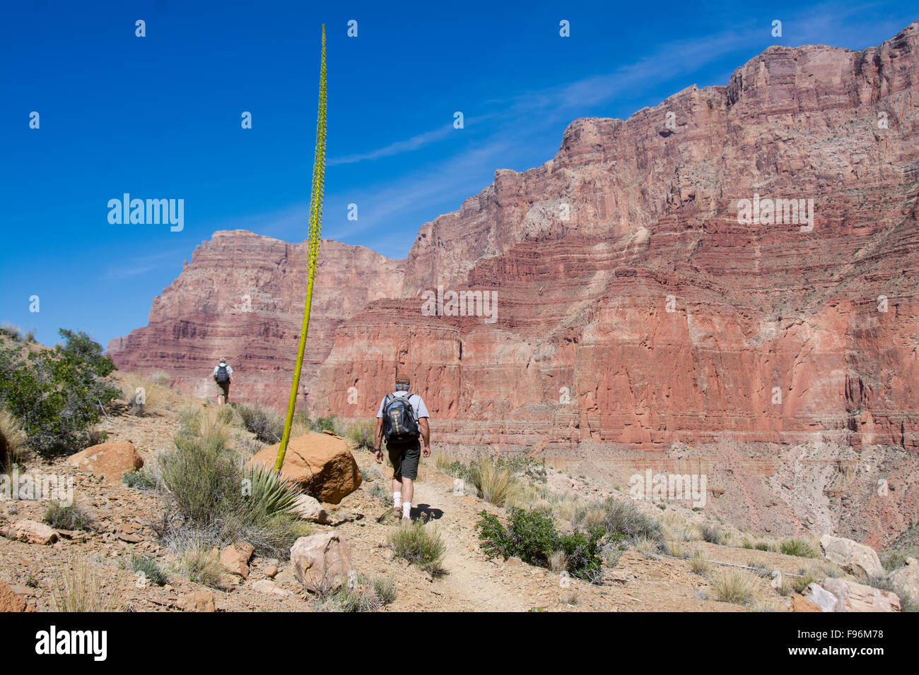 Utah Agave, the “agave utahensis” or The Century Plant, Tanner Trail ...