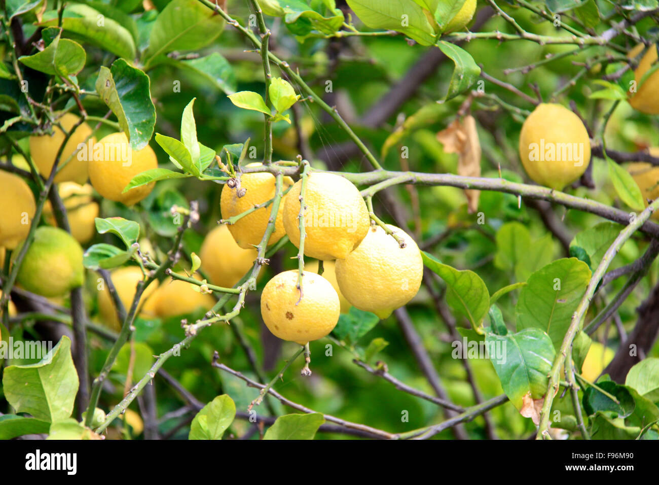 Yellow lemons on tree Stock Photo - Alamy