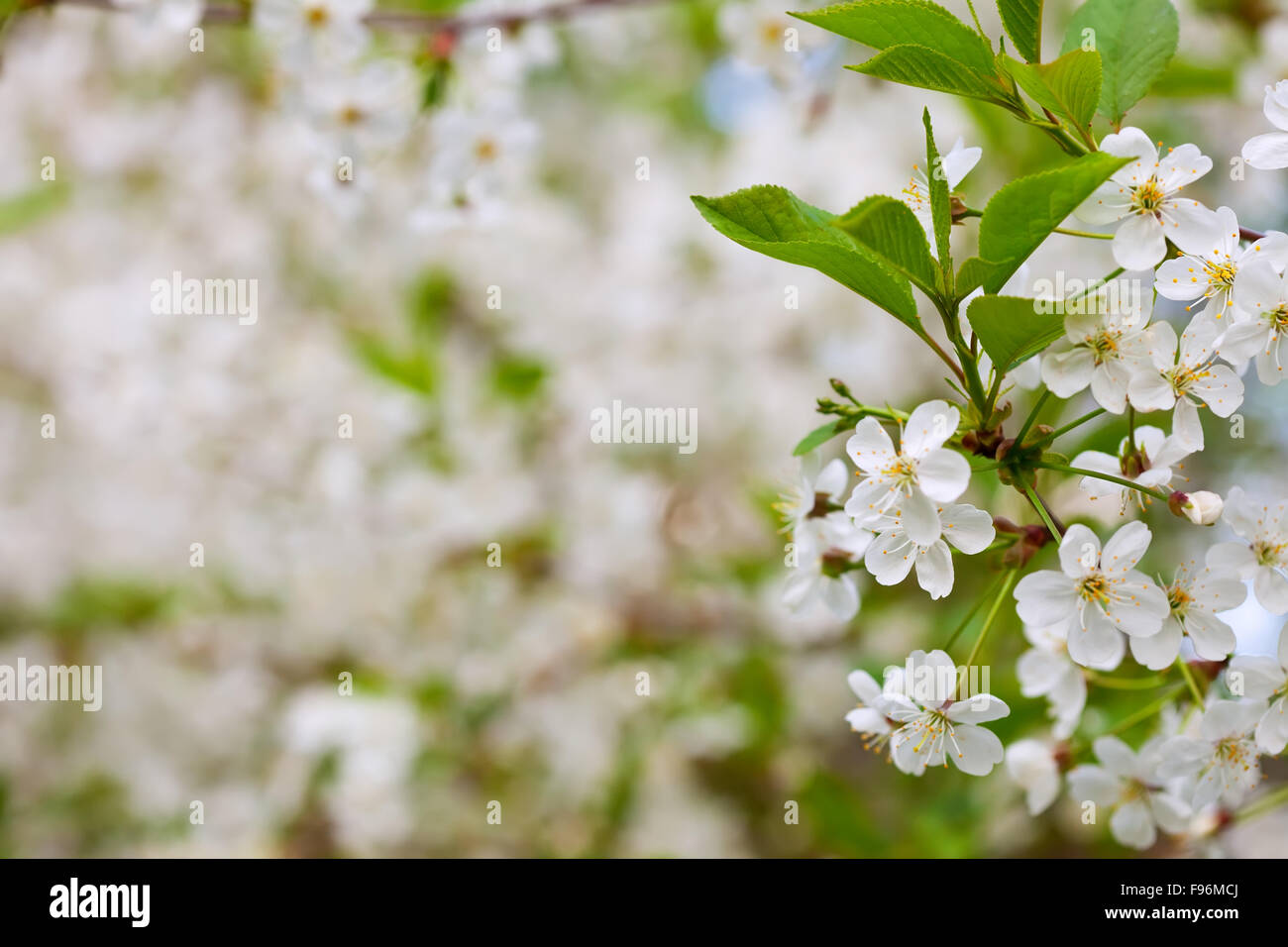 blooms tree branch in spring against blur background with copyspace ...