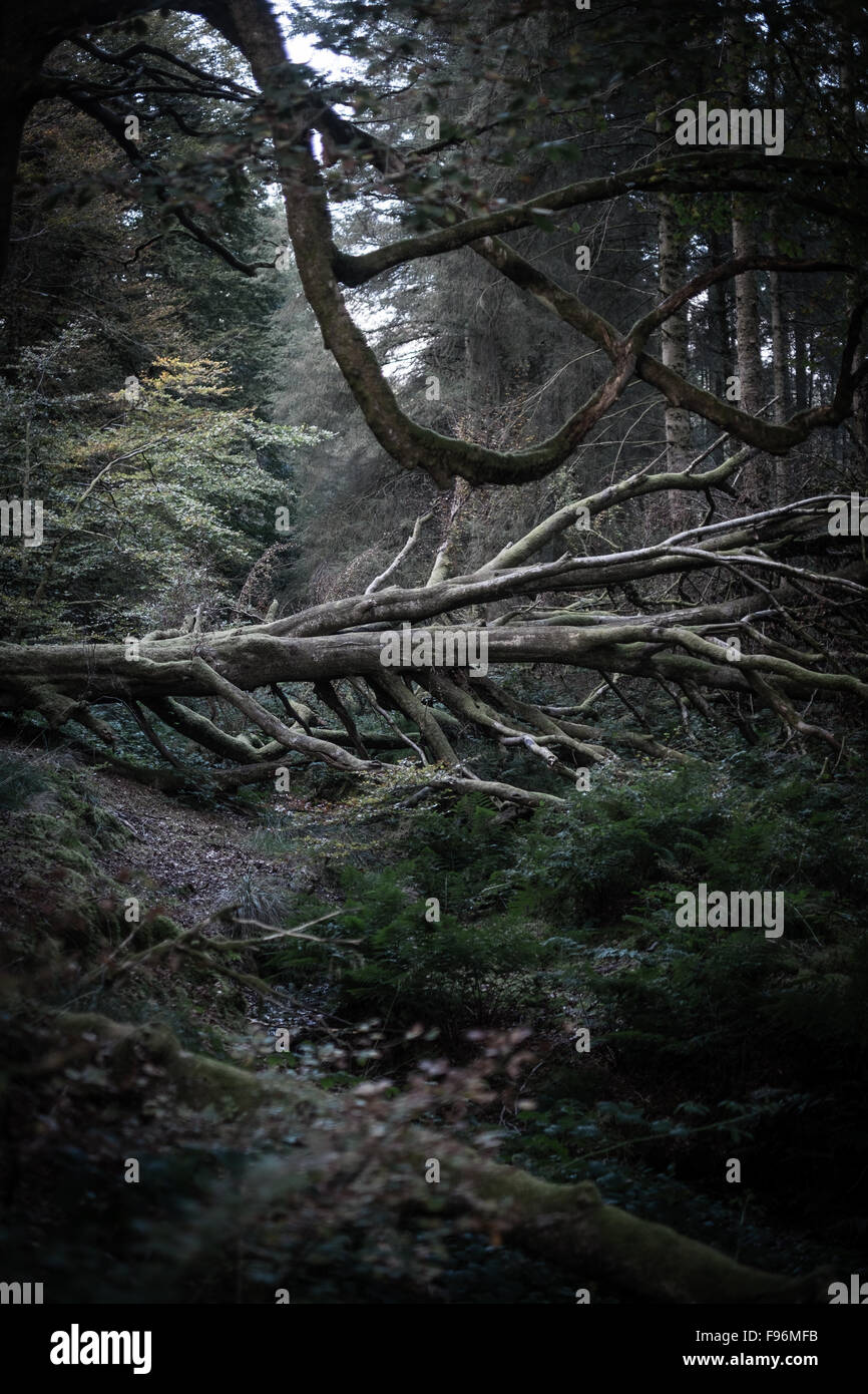 An old overgrown abandoned beech tree deciduous dark mysterious ...