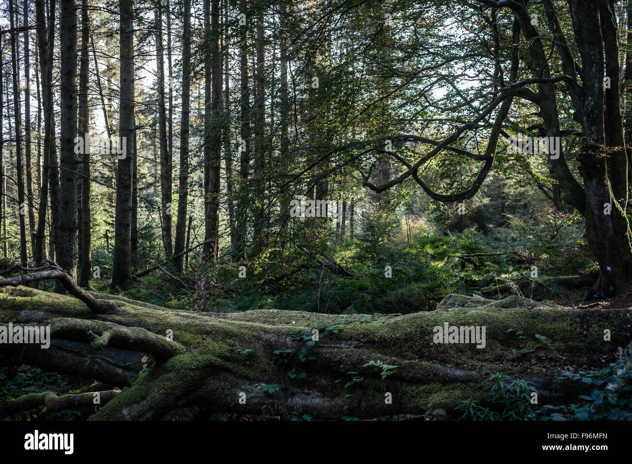 An old overgrown abandoned beech tree deciduous woodland with many dead ...