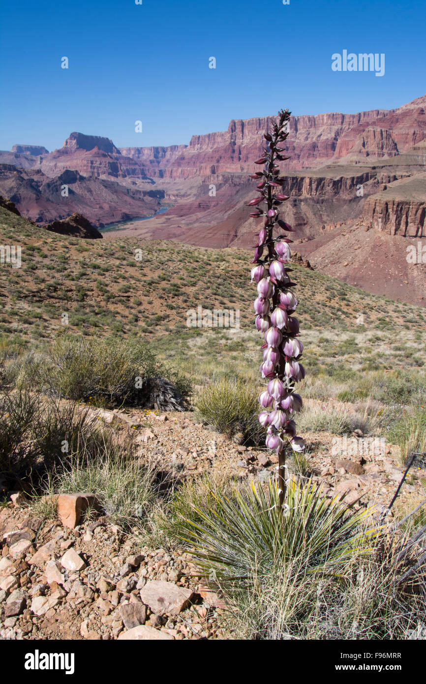 Banana yucca, Yucca baccata, Tanner Trail, Colorado River, Grand Canyon ...