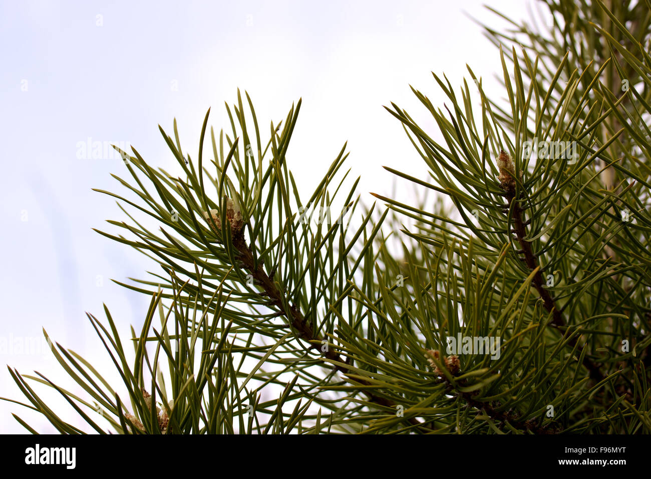 Young pine tree branch Stock Photo - Alamy