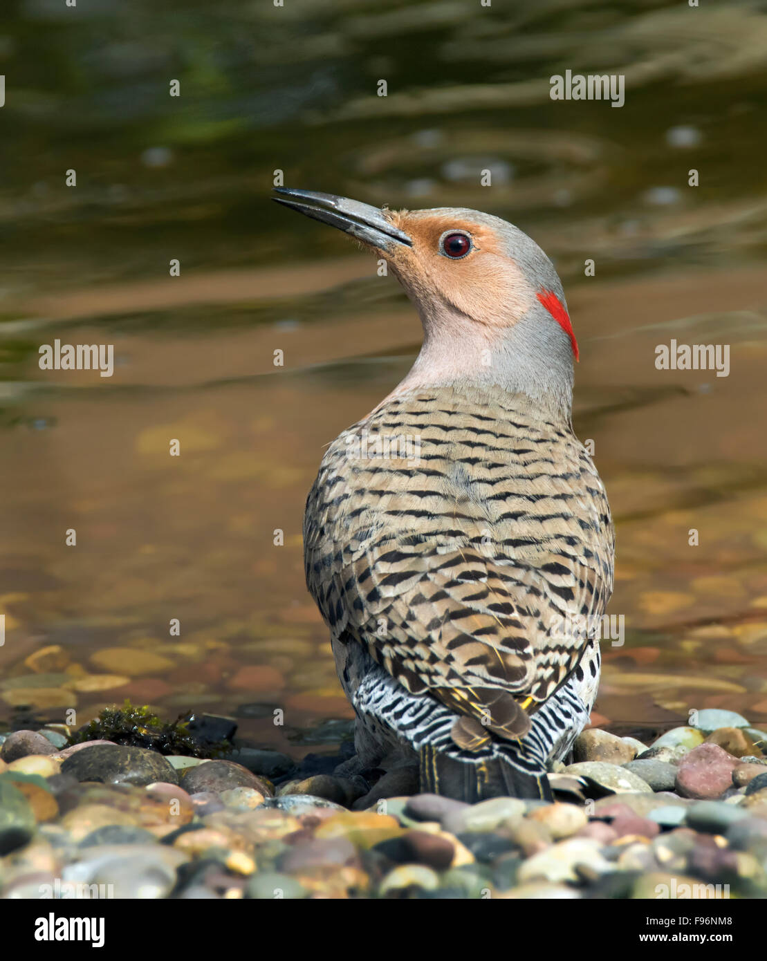 A female Yellowshafted Northern Flicker, Colaptes auratus, drinks from ...