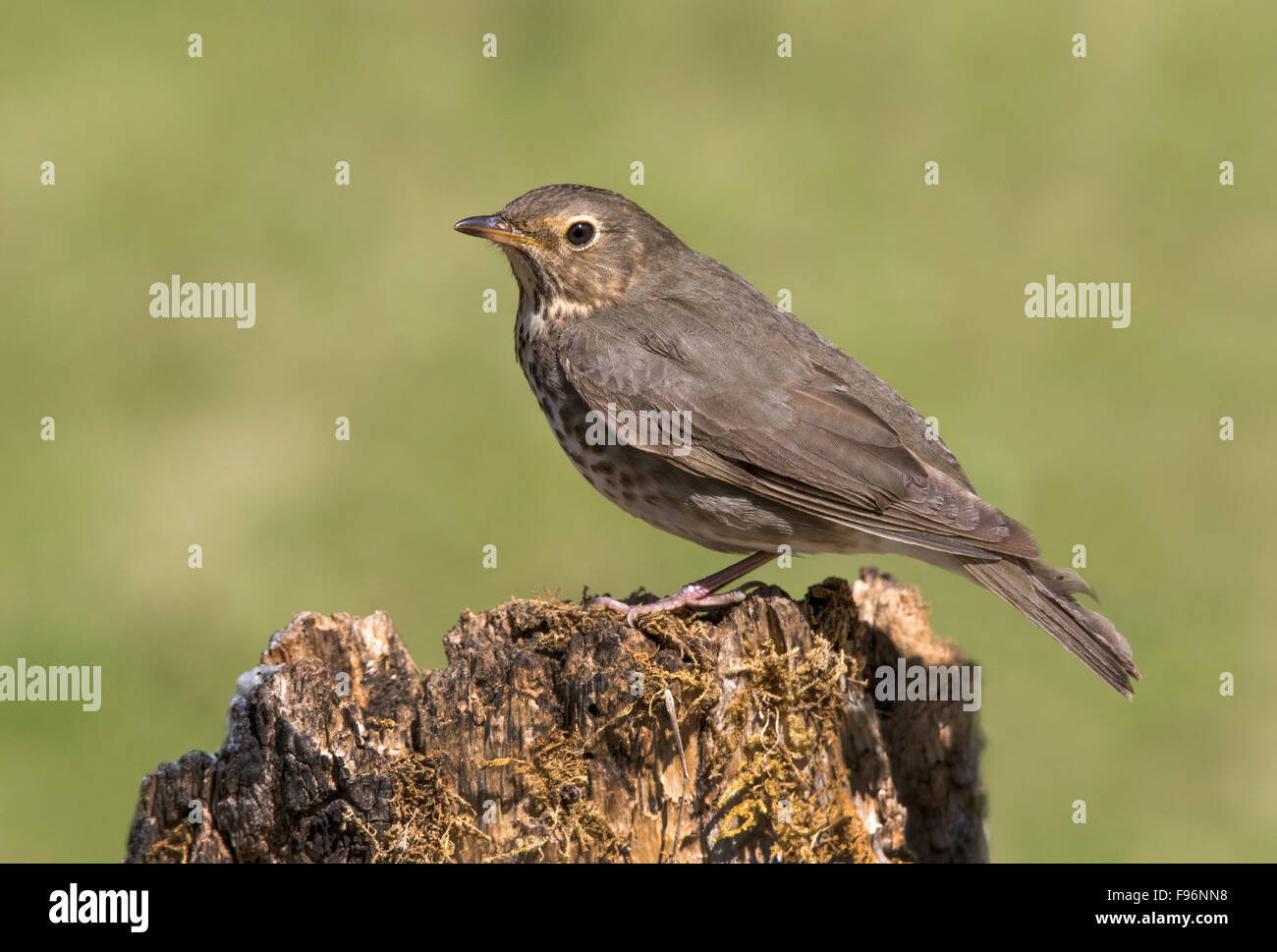 Swainsons thrush hi-res stock photography and images - Alamy