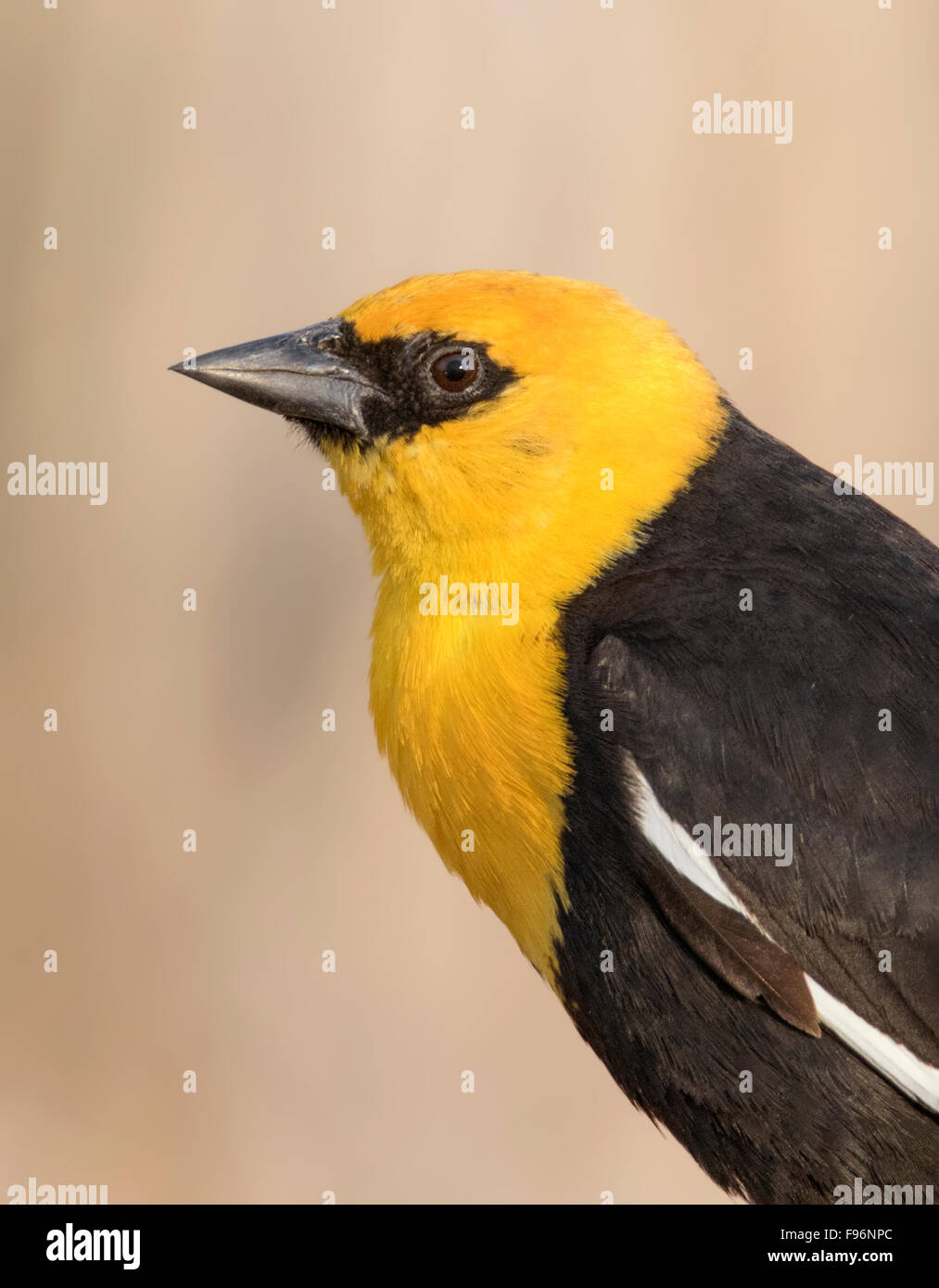 A male Yellowheaded Blackbird, Xanthocephalus xanthocephalus, in a ...