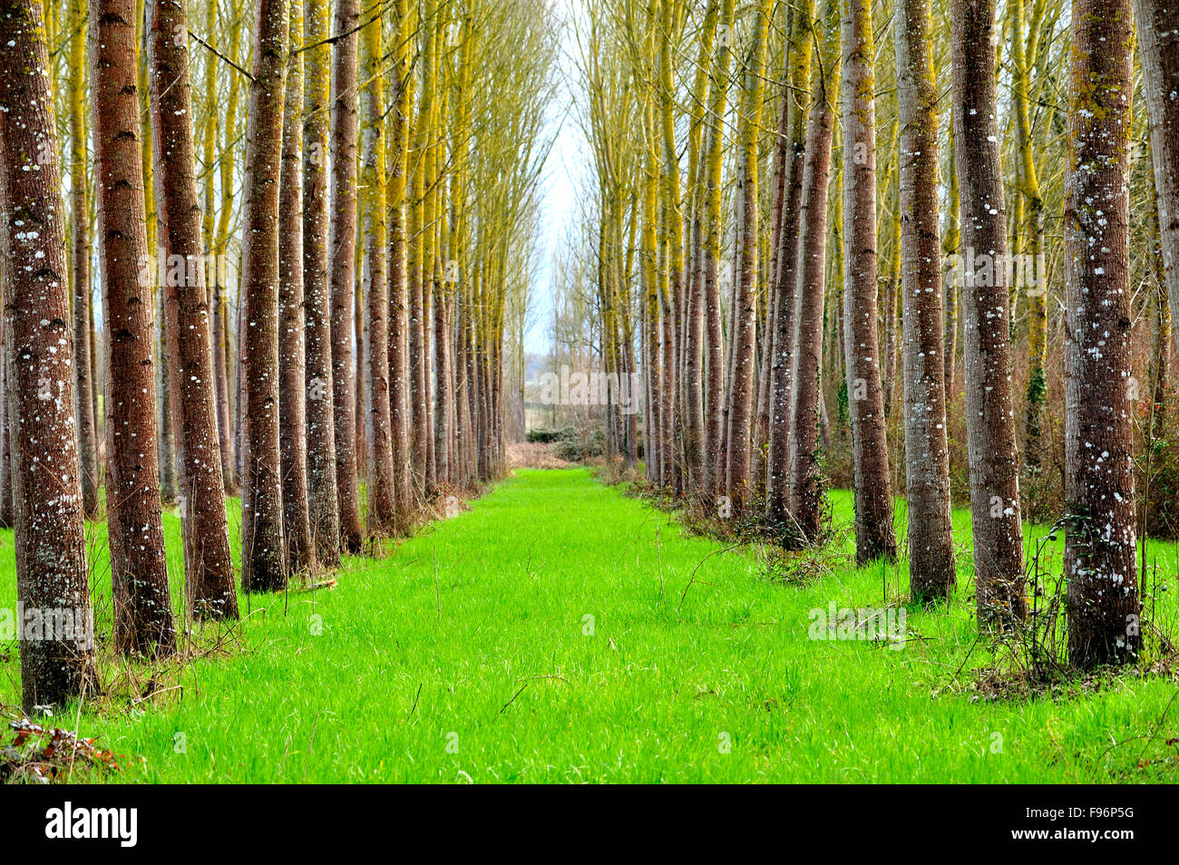 Populus spp hi-res stock photography and images - Alamy