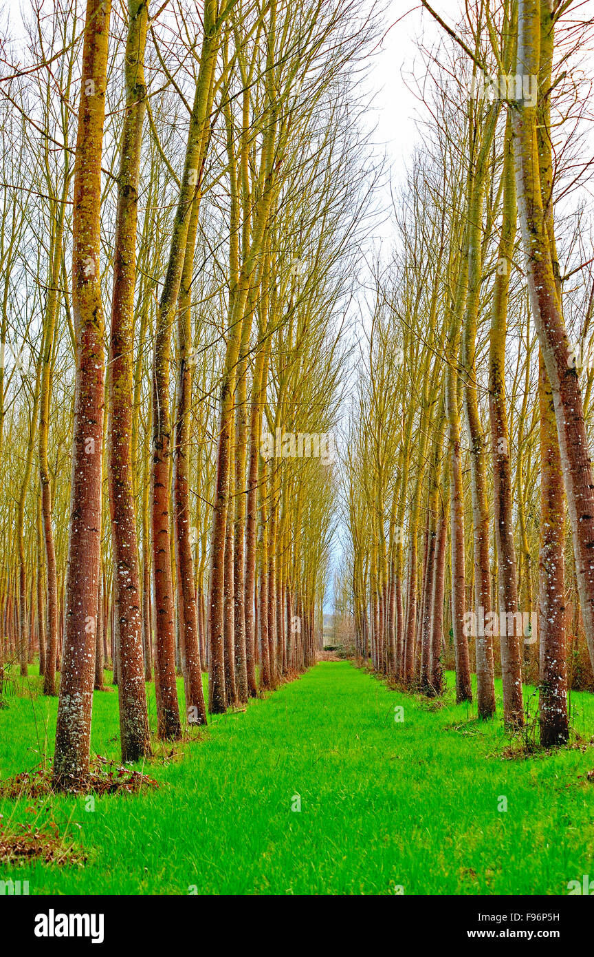 Populus spp hi-res stock photography and images - Alamy