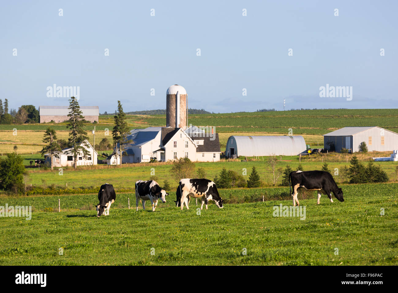 Dairy cows grazing, Springfield, Prince Edward Island, Canada Stock ...