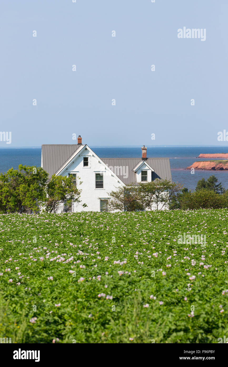 Farmhouse and potatoe field in bloom, Tryon, Prince Edward Island ...