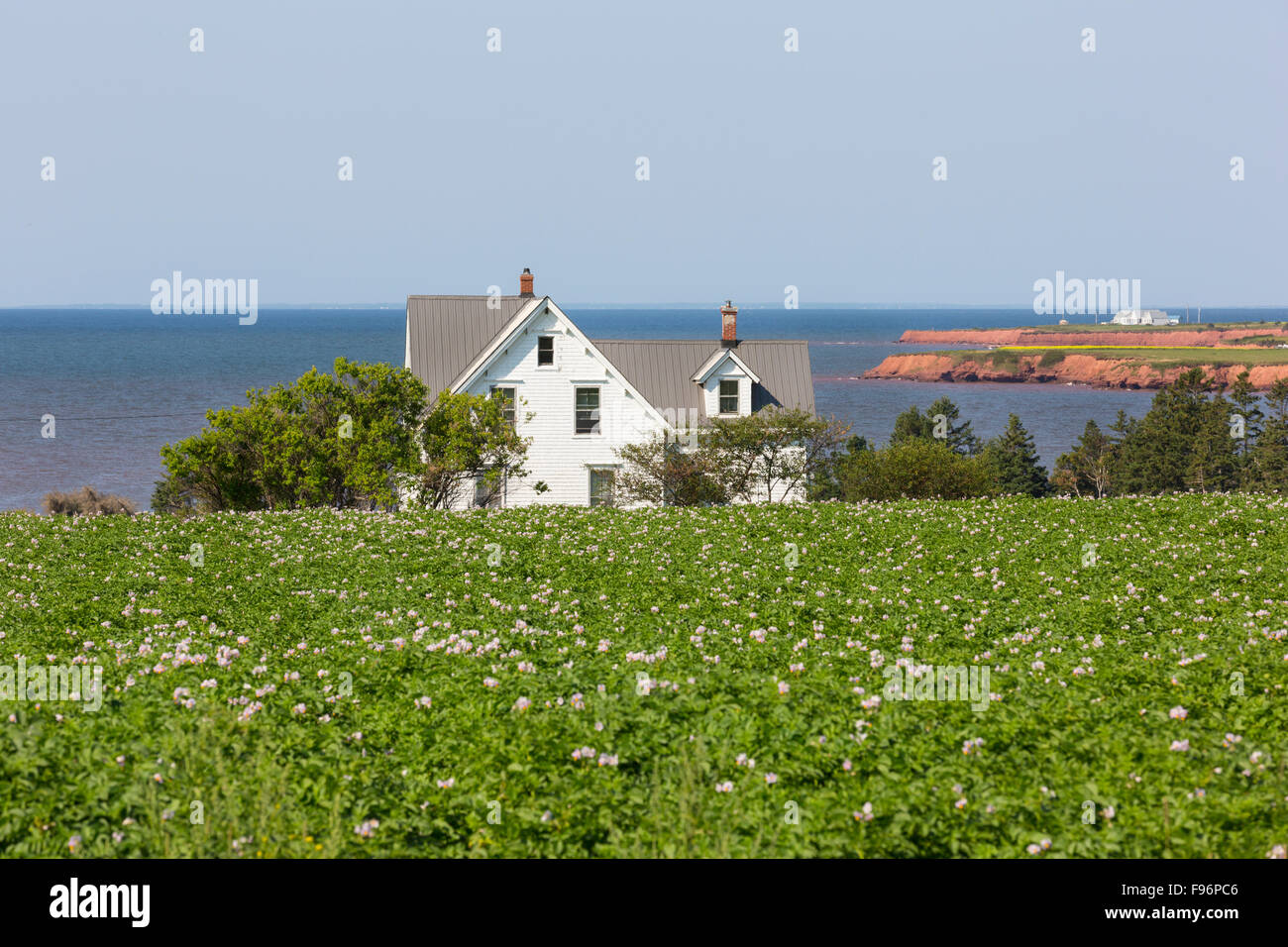Farmhouse and potatoe field in bloom, Tryon, Prince Edward Island ...