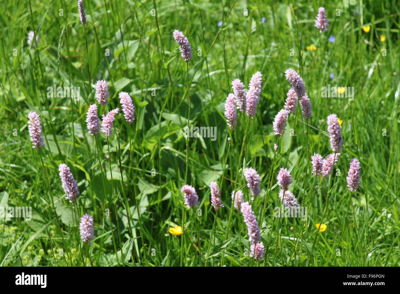Mulla' hi-res stock photography and images - Alamy