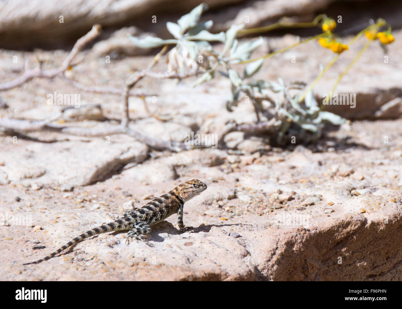 Lizard, Colorado River, Grand Canyon, Arizona, United States Stock ...