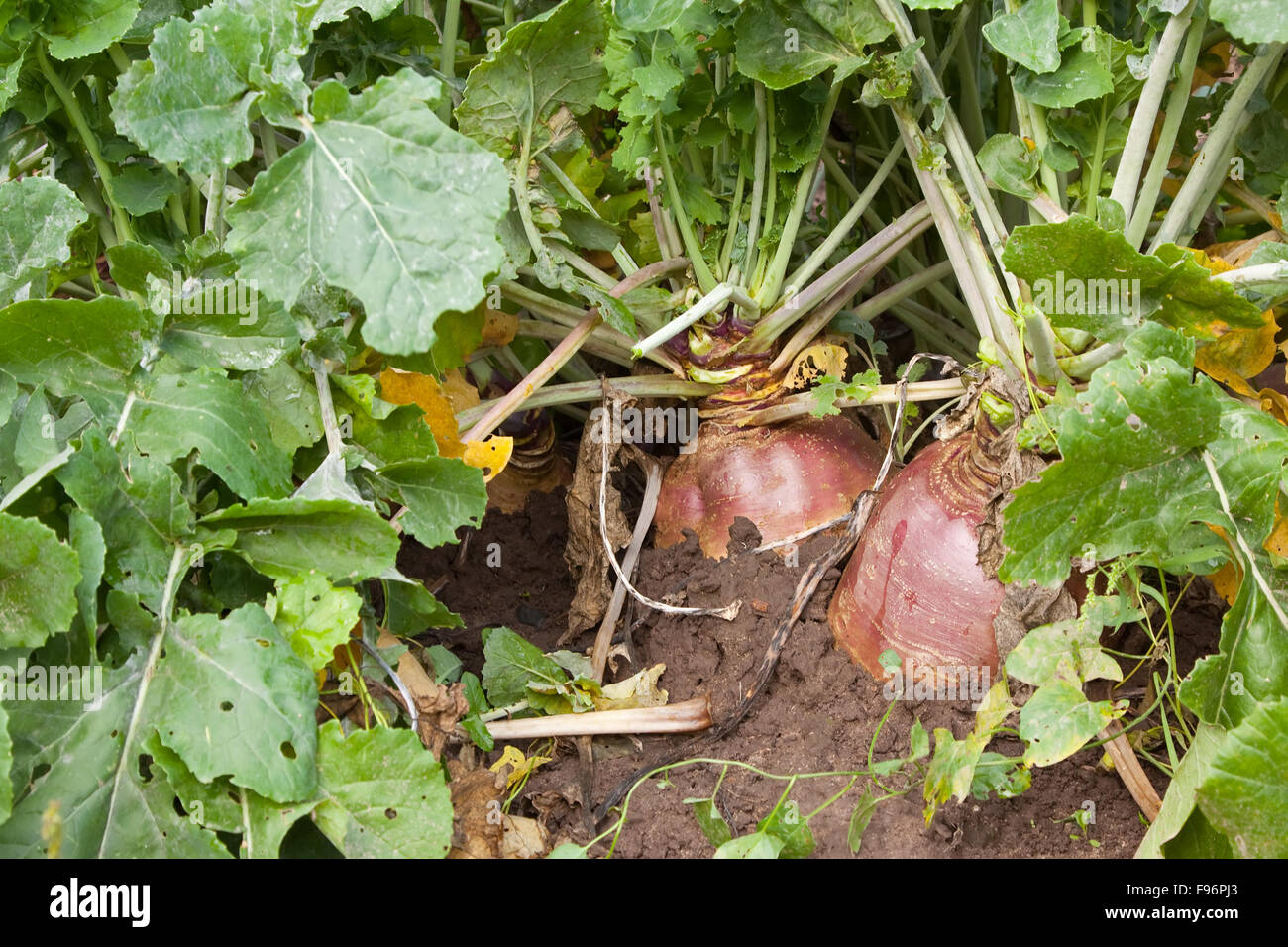 plant of rutabaga at field Stock Photo - Alamy