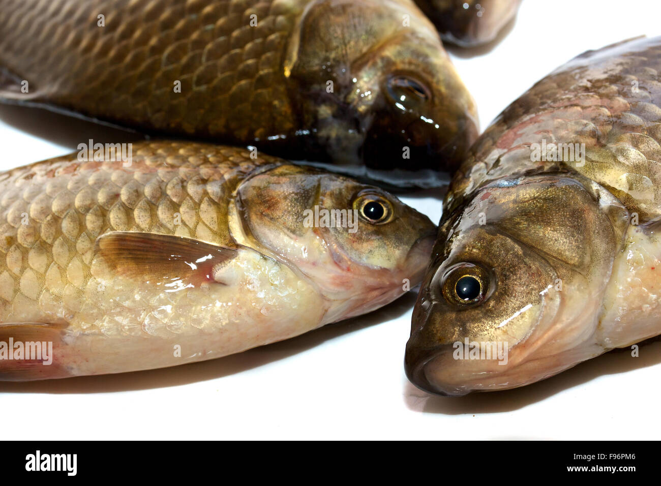 fresh crucian isolated on white background Stock Photo - Alamy