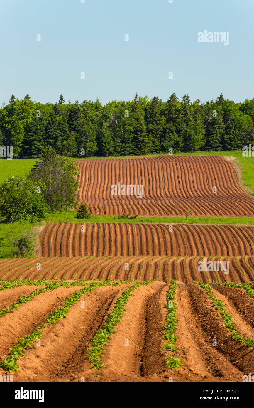 Potatoe field in spring, Cumberland, Prince Edward Island, Canada Stock ...