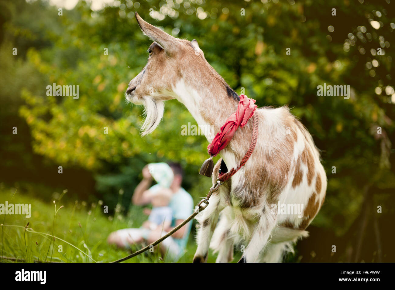 Goat eating grass not field hi-res stock photography and images - Alamy