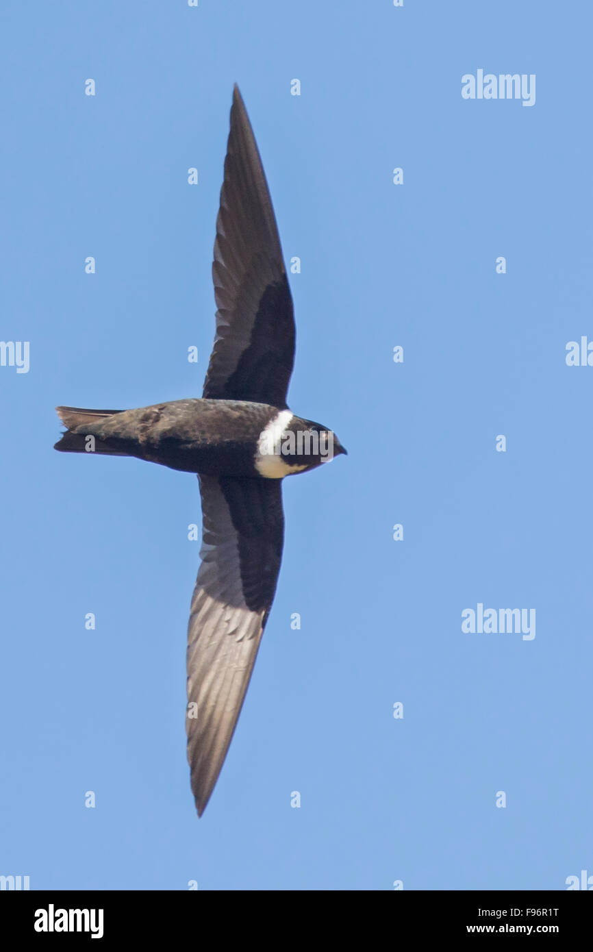 Whitecollared Swift (Streptoprocne zonaris) flying in Cuba Stock Photo ...