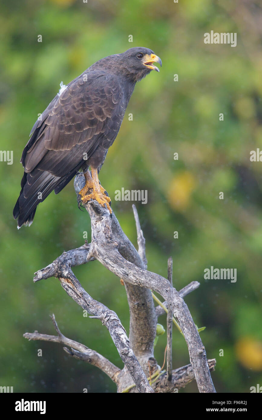Cuban Black Hawk (Buteogallus gundlachii) perched on a branch in Cuba ...
