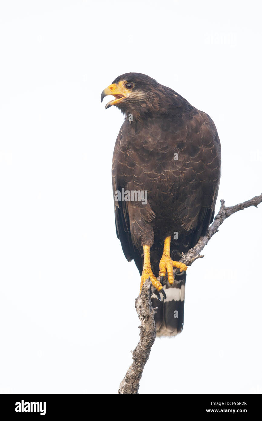 Cuban Black Hawk (Buteogallus gundlachii) perched on a branch in Cuba ...