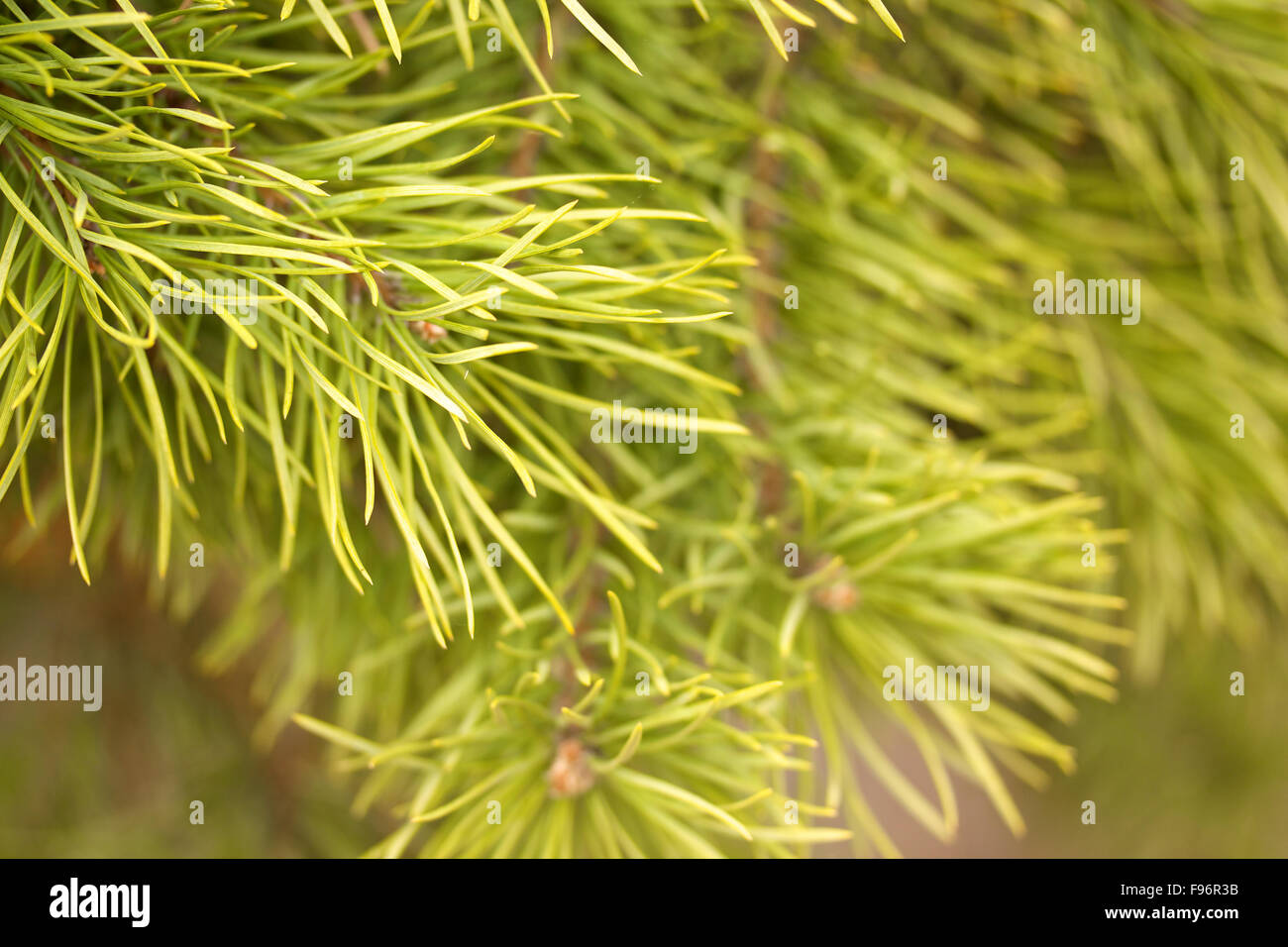 Young pine tree branch Stock Photo - Alamy