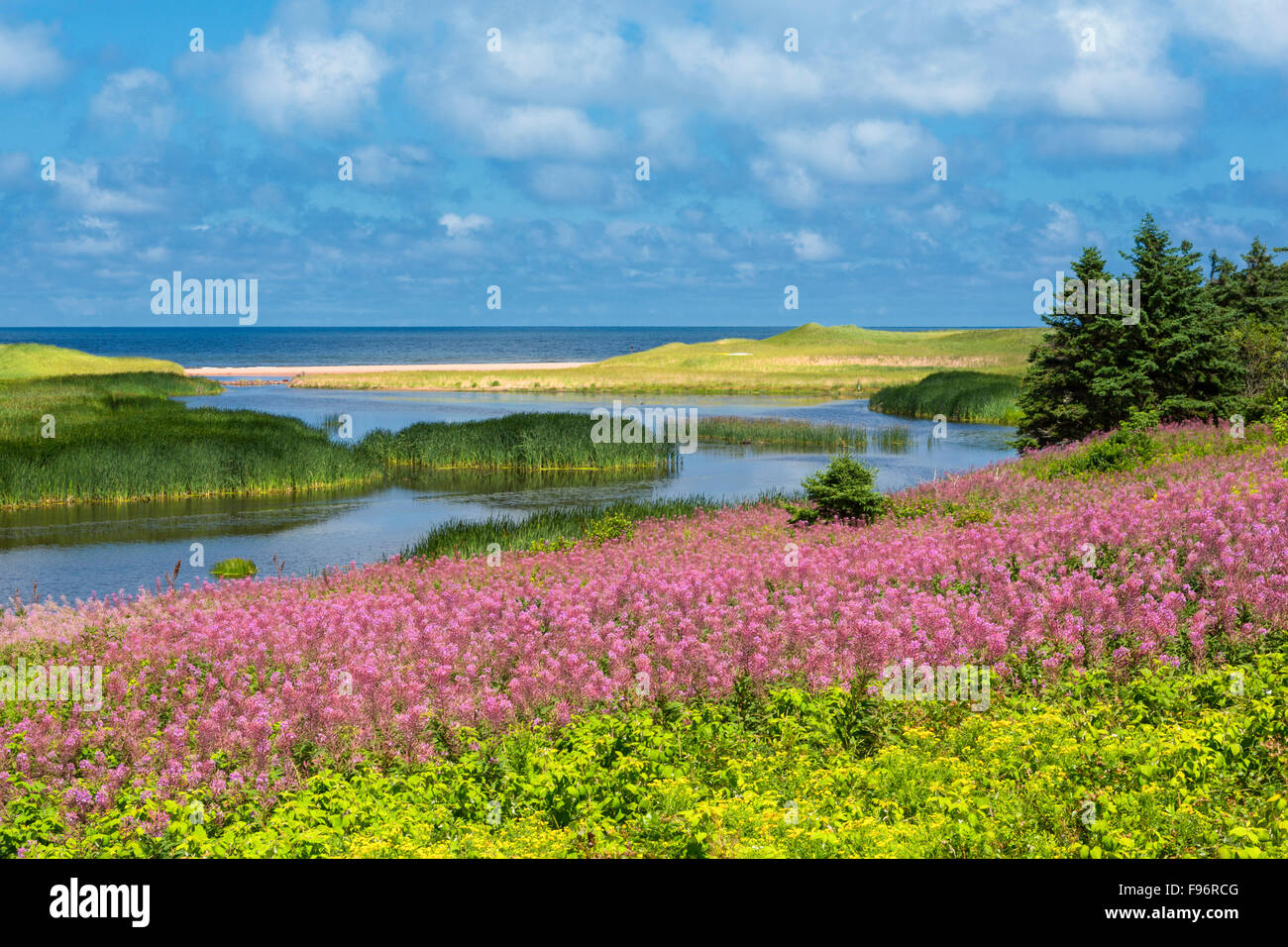 Fireweed Canada High Resolution Stock Photography and Images - Alamy