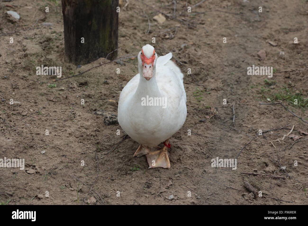 Land animal hi-res stock photography and images - Alamy