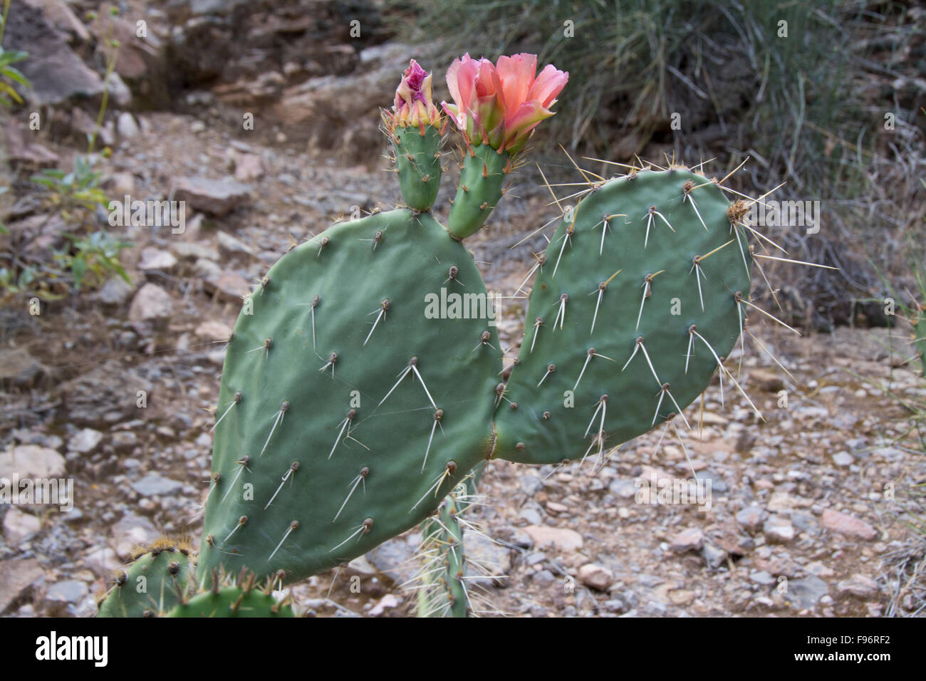 Flowering prickly pear cactus hi-res stock photography and images - Alamy