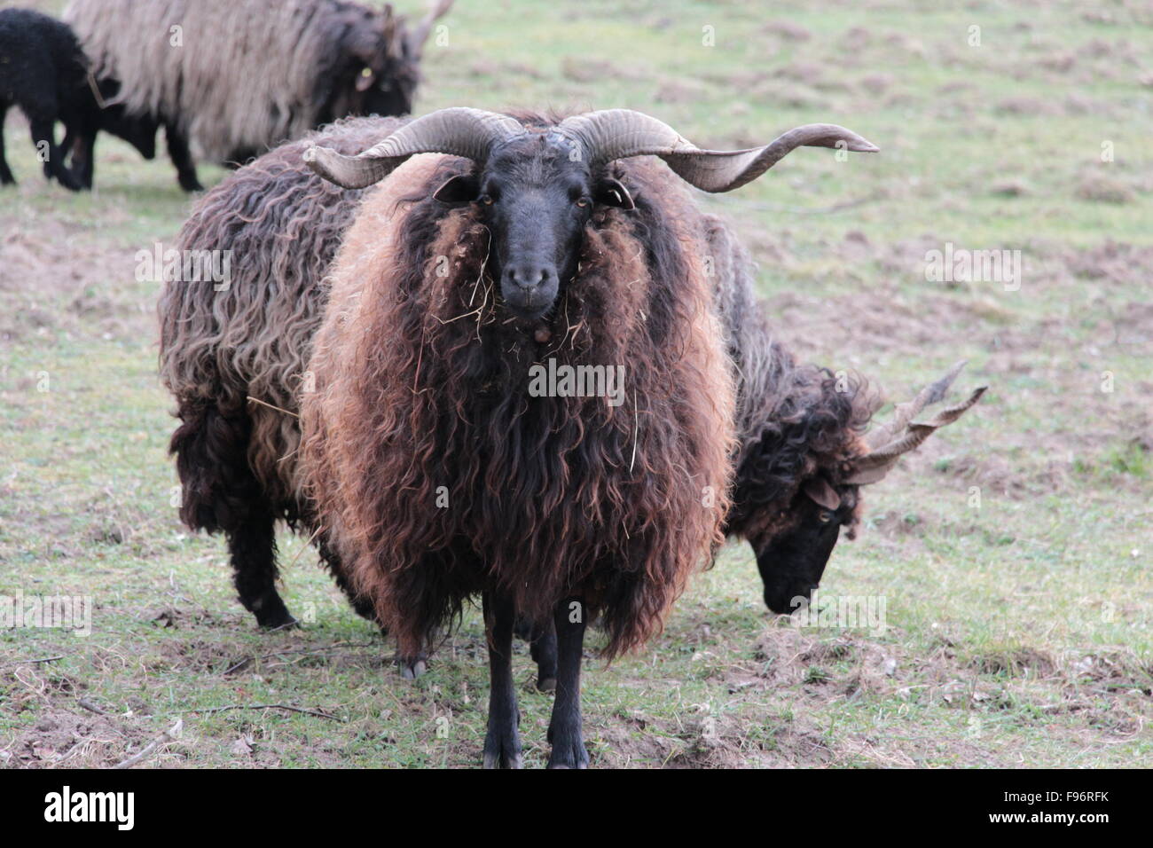 Hebridean wildlife hi-res stock photography and images - Alamy