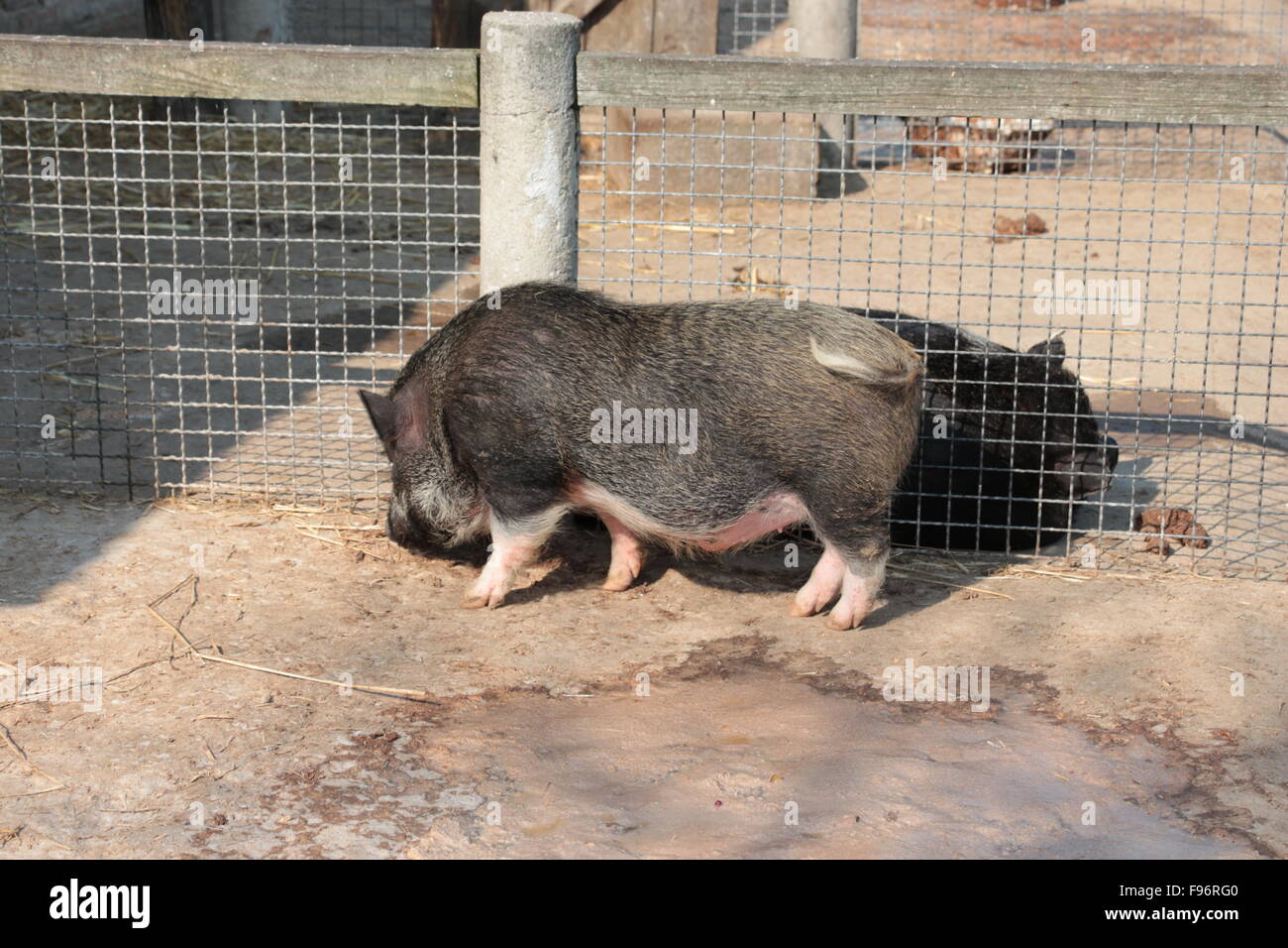Pig Pen High Resolution Stock Photography and Images - Alamy