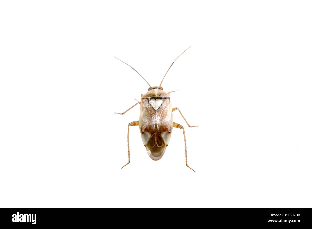Brown shield bug isolated on a white background Stock Photo - Alamy