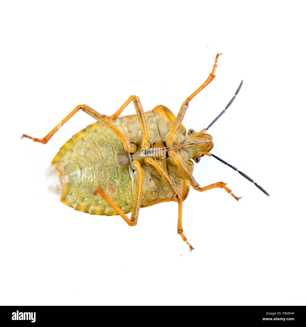 Brown shield bug isolated on a white background Stock Photo - Alamy