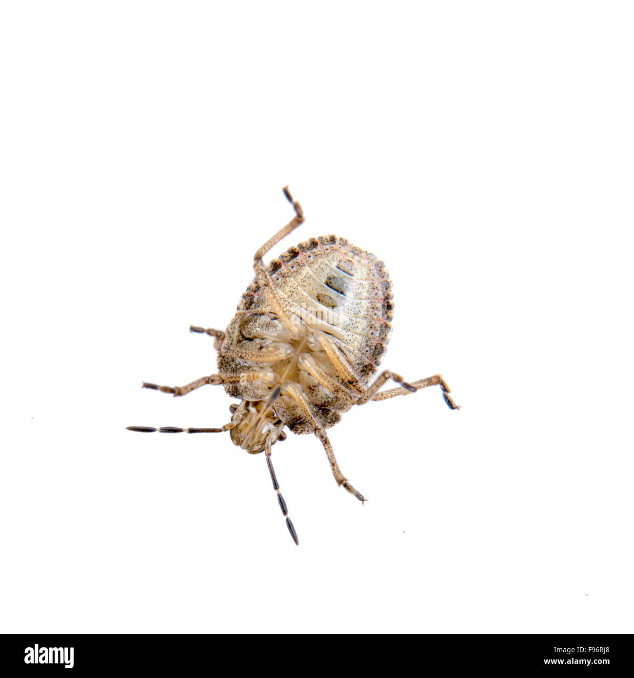 Brown shield bug isolated on a white background Stock Photo - Alamy