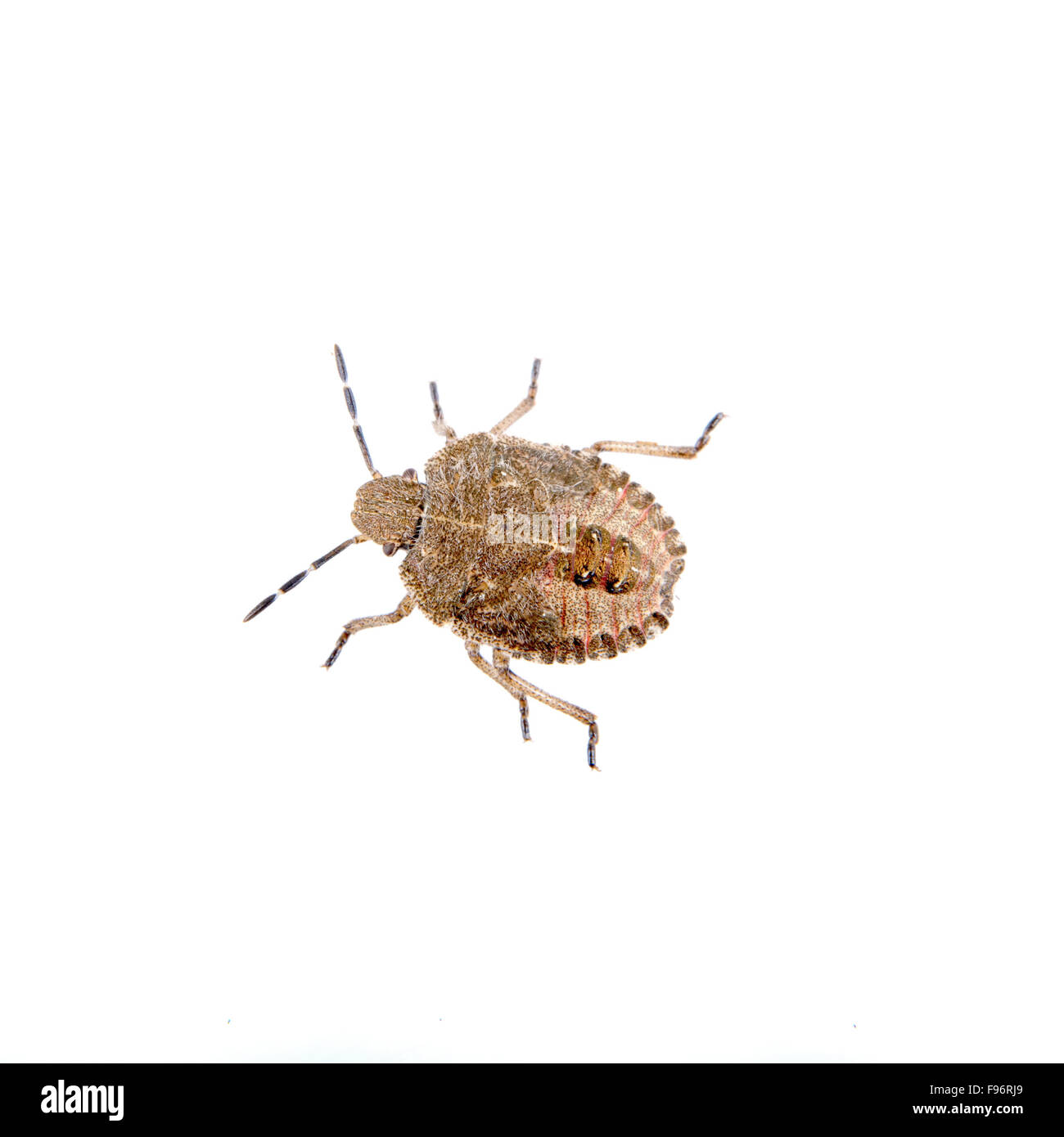 Brown shield bug isolated on a white background Stock Photo - Alamy