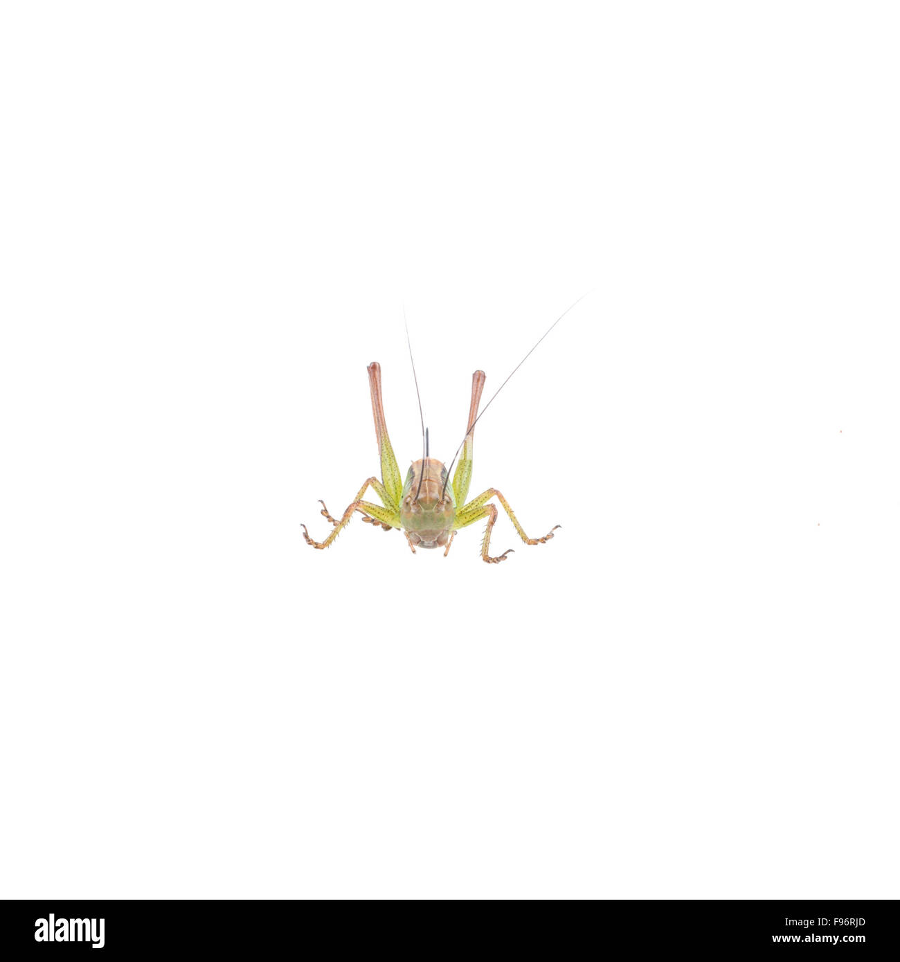 Green brown grasshopper isolated on a white background Stock Photo - Alamy