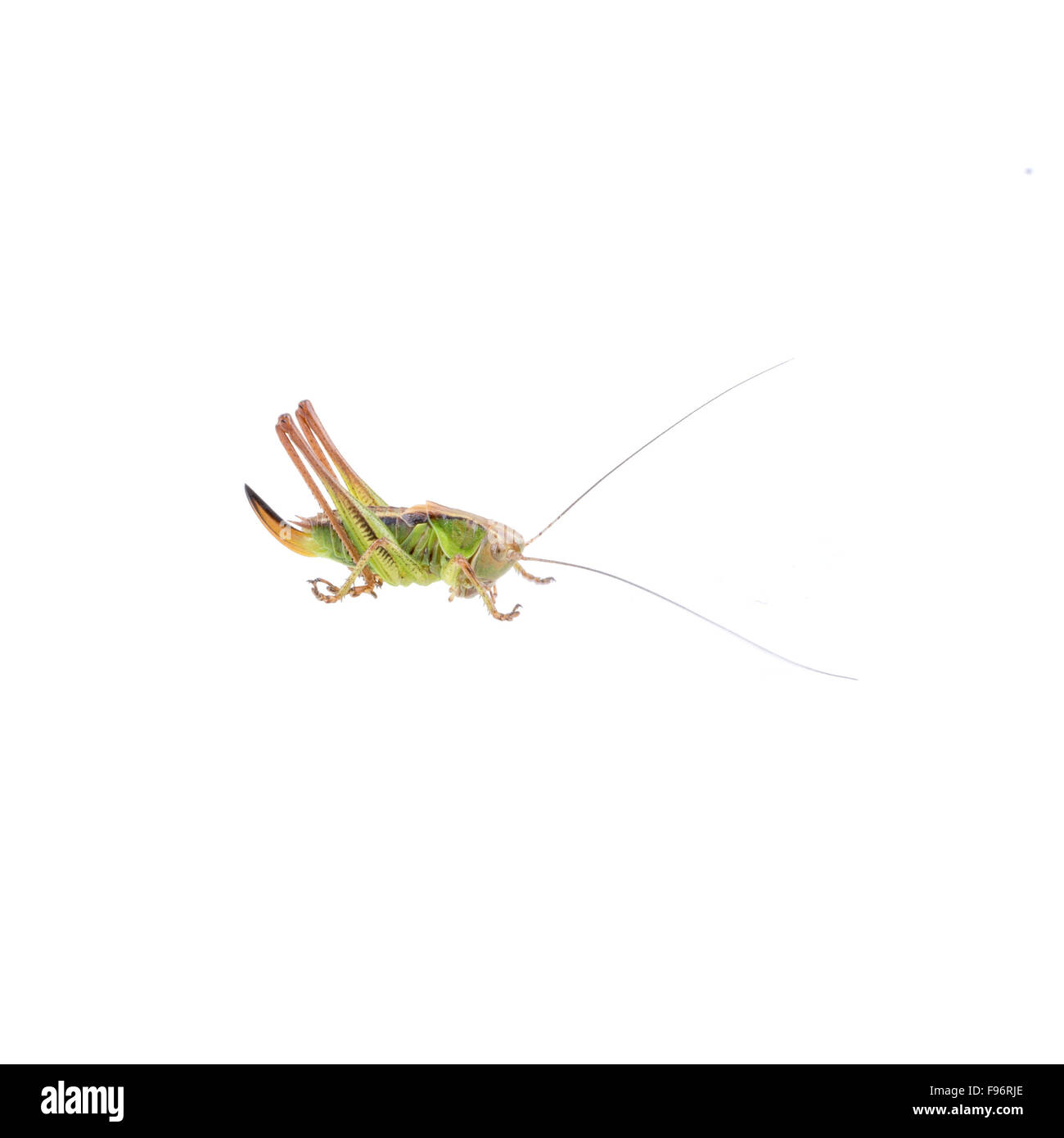 Green brown grasshopper isolated on a white background Stock Photo - Alamy