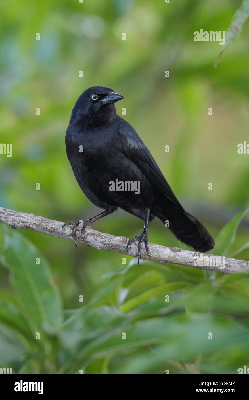 Greater grackle hi-res stock photography and images - Alamy