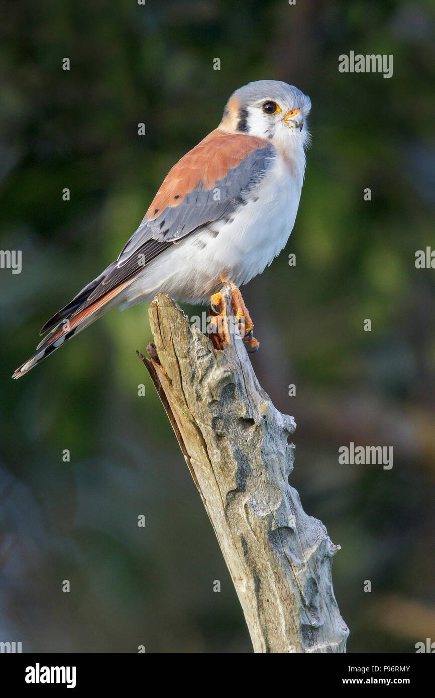 American kestrel (Falco sparverius) perched on a branch in Cuba Stock ...