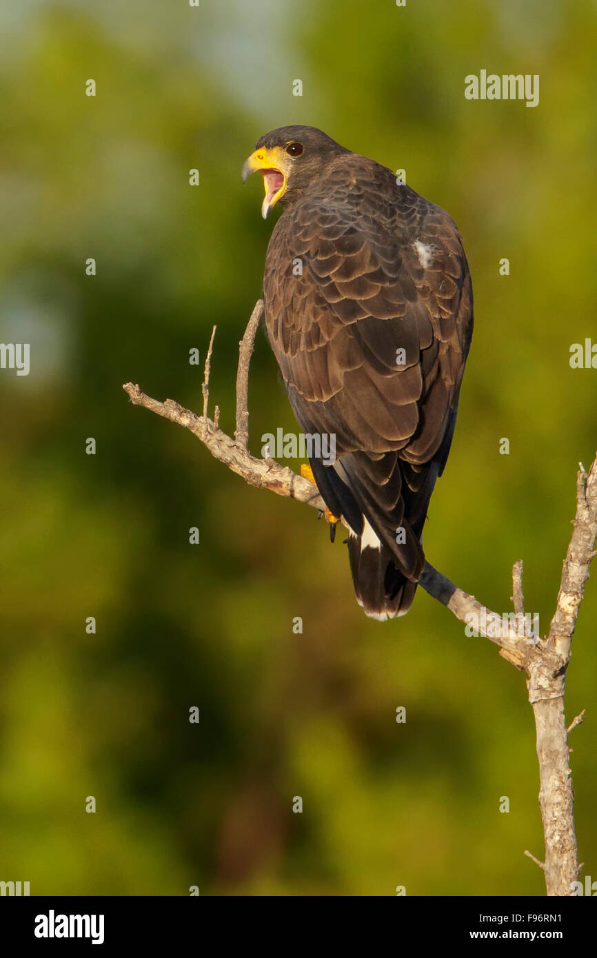 Cuban black hawk hi-res stock photography and images - Alamy
