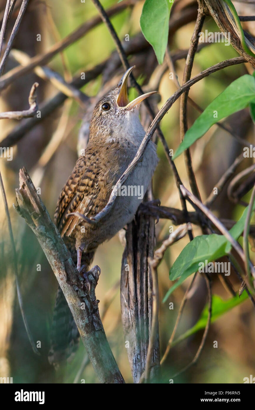 Ferminia hi-res stock photography and images - Alamy