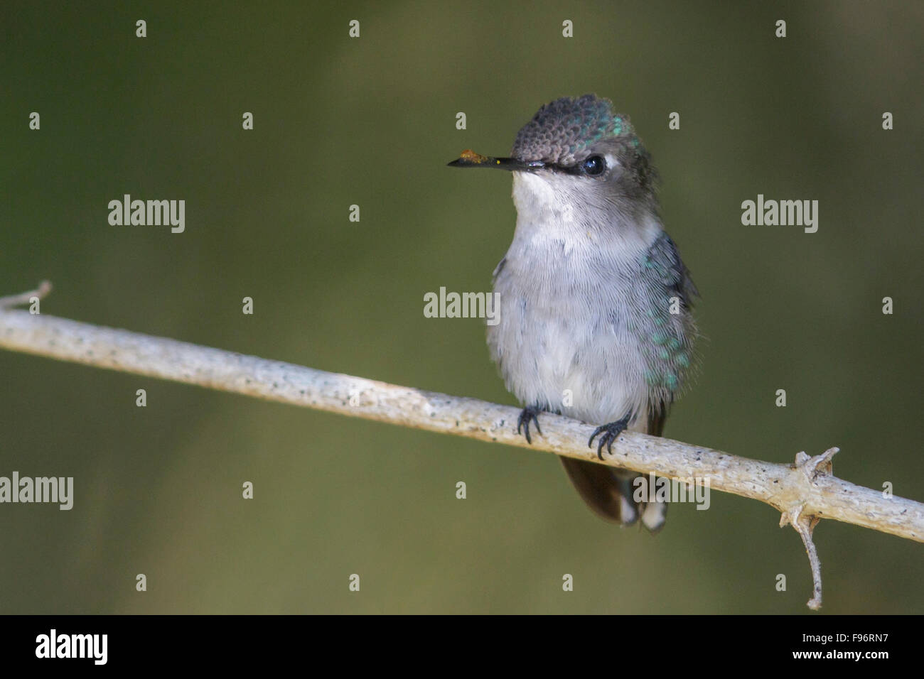 Bee hummingbird hi-res stock photography and images - Alamy