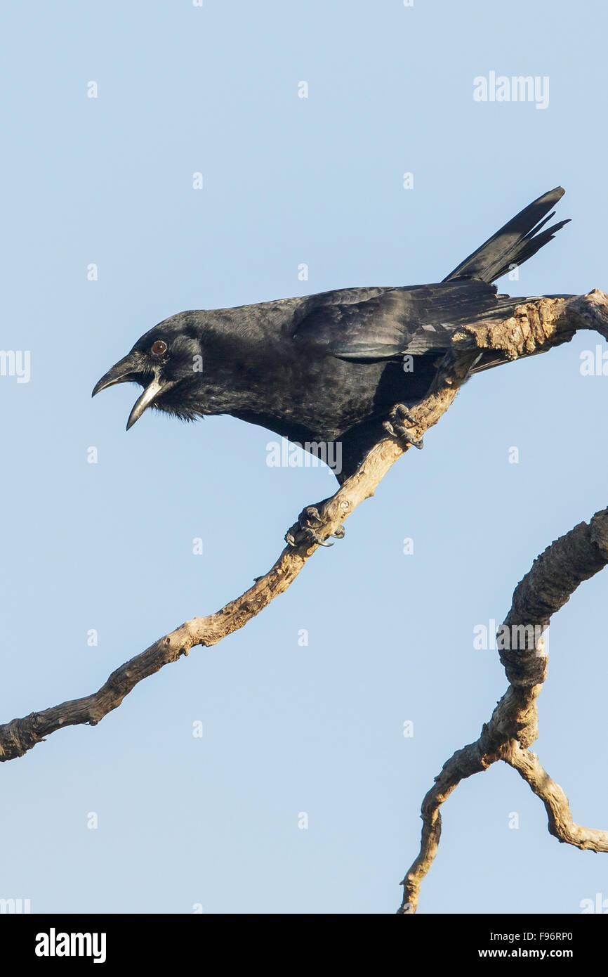 Cuban Palm Crow (Corvus minutus) perched on a branch in Cuba Stock ...
