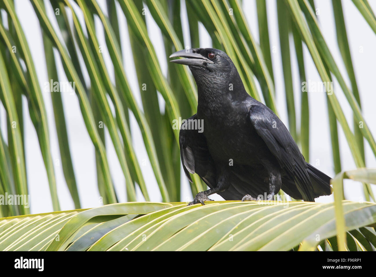 Cuban Crow (Corvus nasicus) perched on a branch in Cuba Stock Photo - Alamy