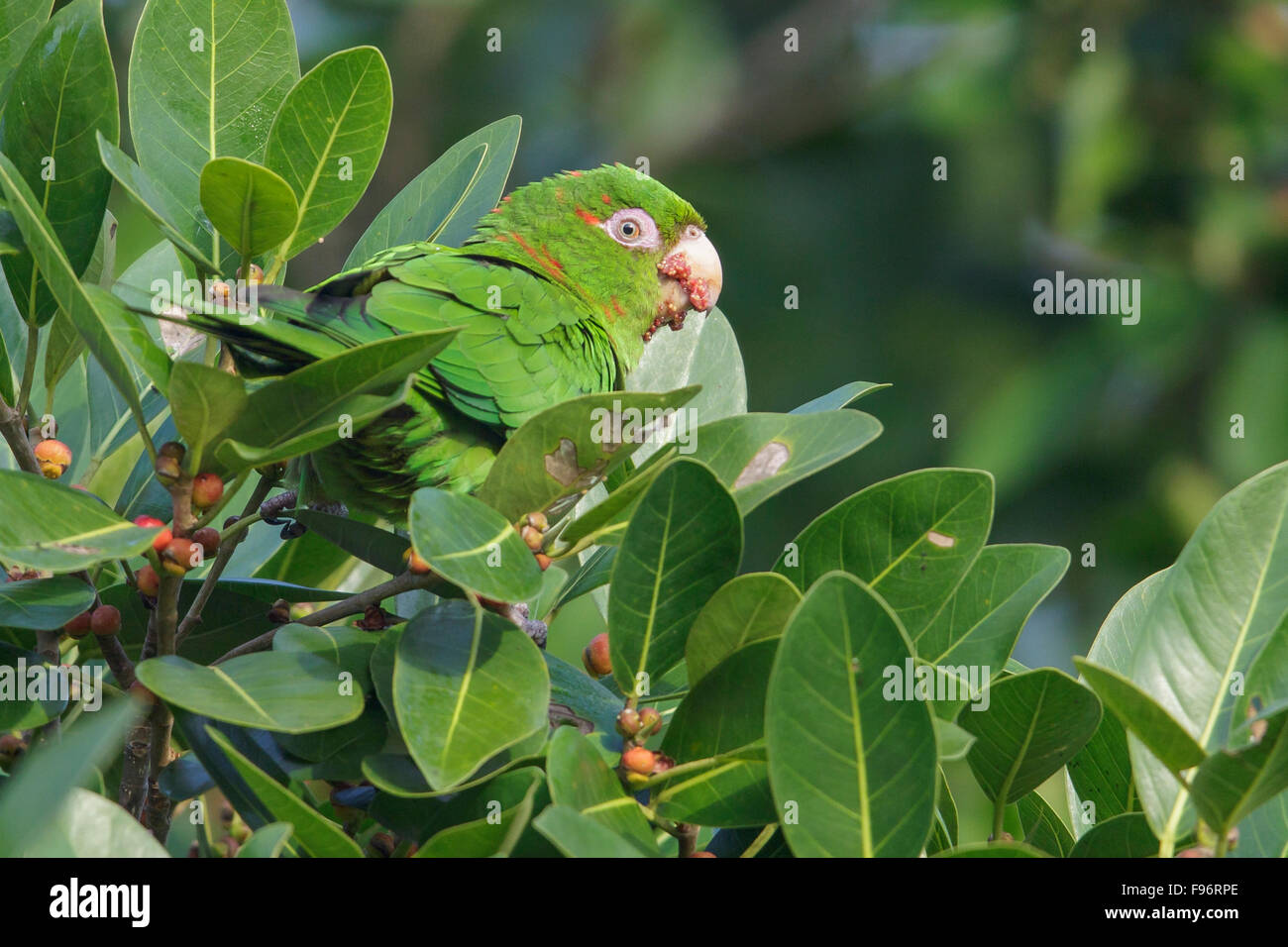 Euops hi-res stock photography and images - Alamy