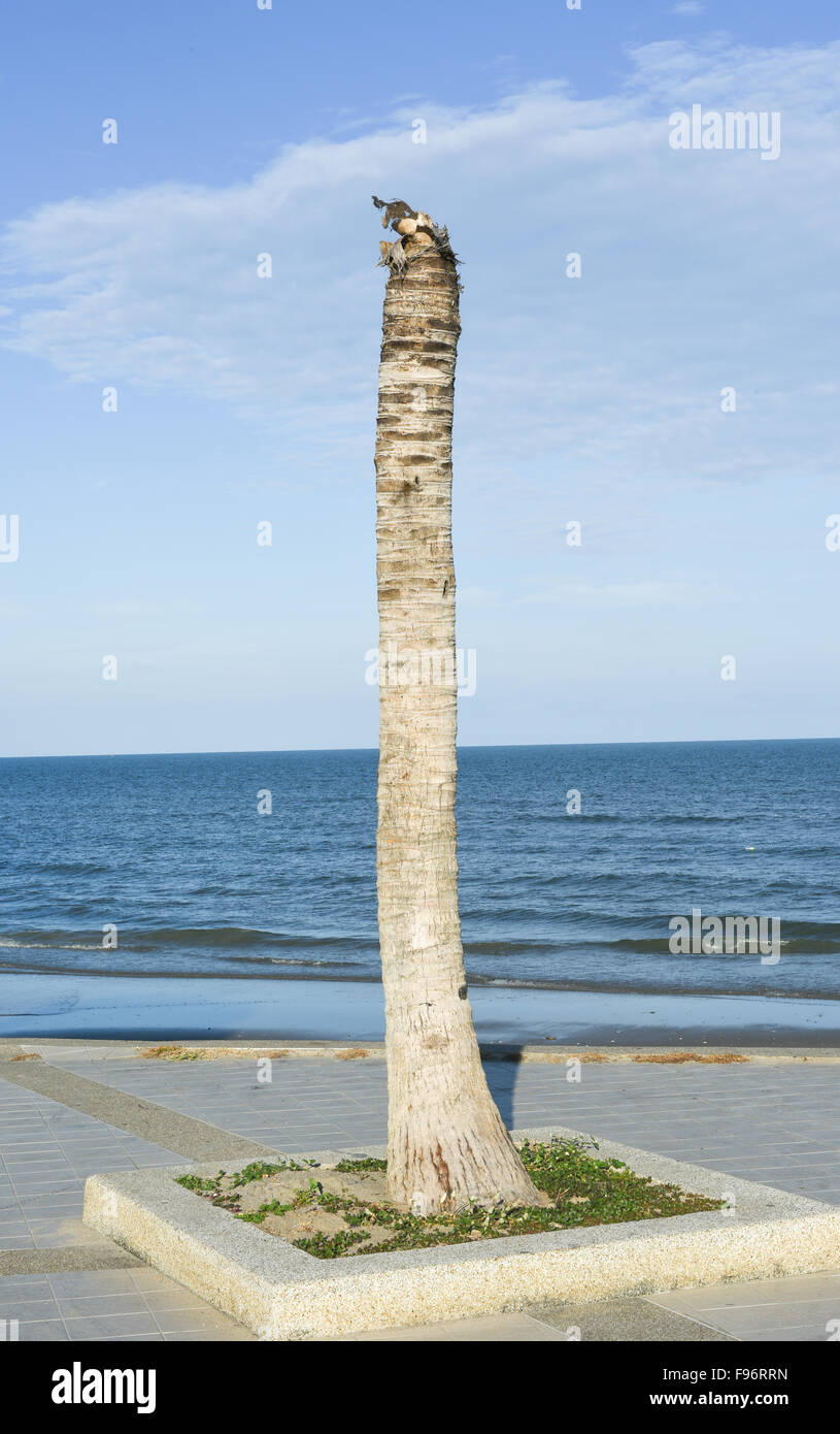 Coconut die hi-res stock photography and images - Alamy