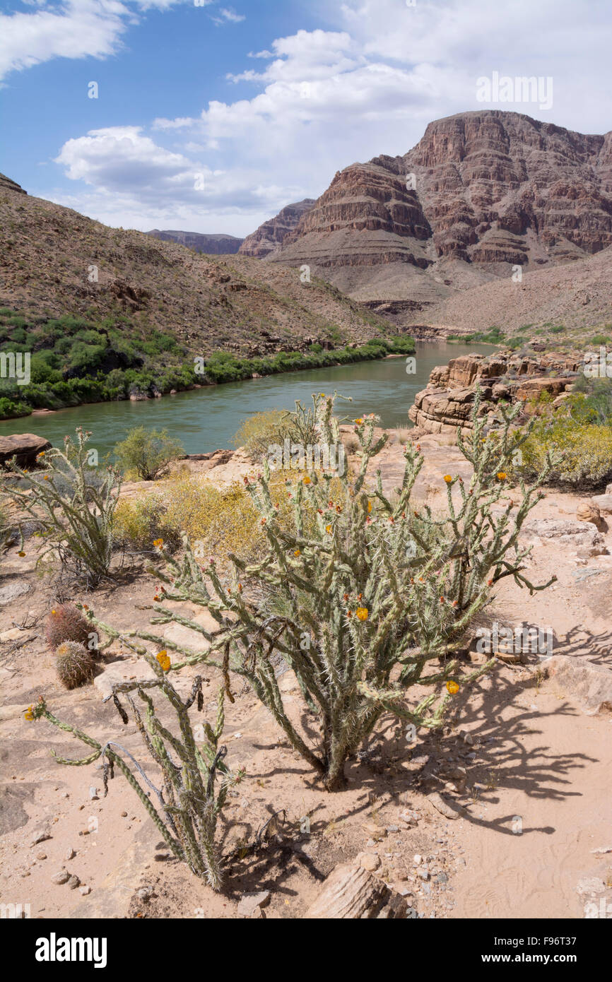 California barrel cactus, Ferocactus cylindraceus, Colorado River ...
