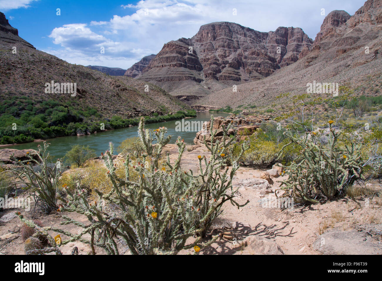 California barrel cactus, Ferocactus cylindraceus, Colorado River ...